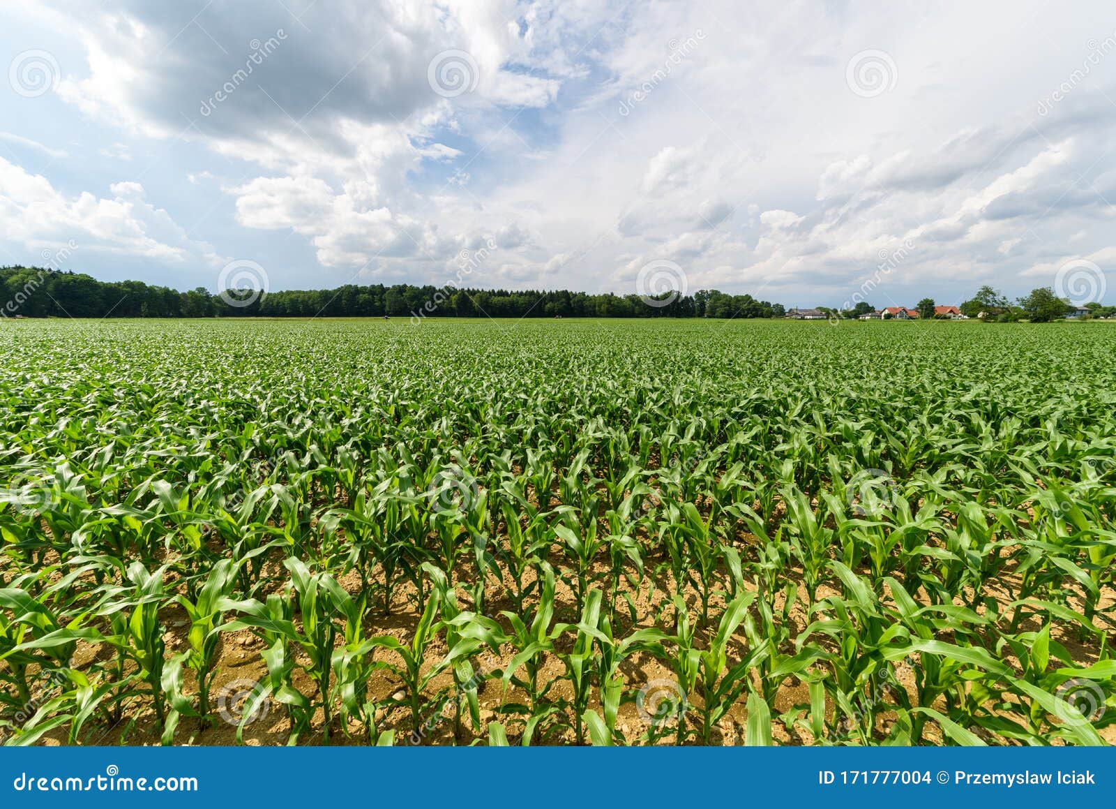 Corn field in a sun stock photo. Image of green, food - 171777004