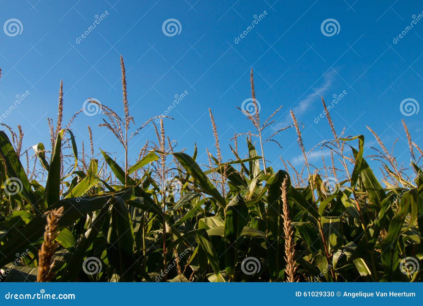 Corn Field Sunny Day, Closeup Top Stock Photo - Image of leaf, field ...