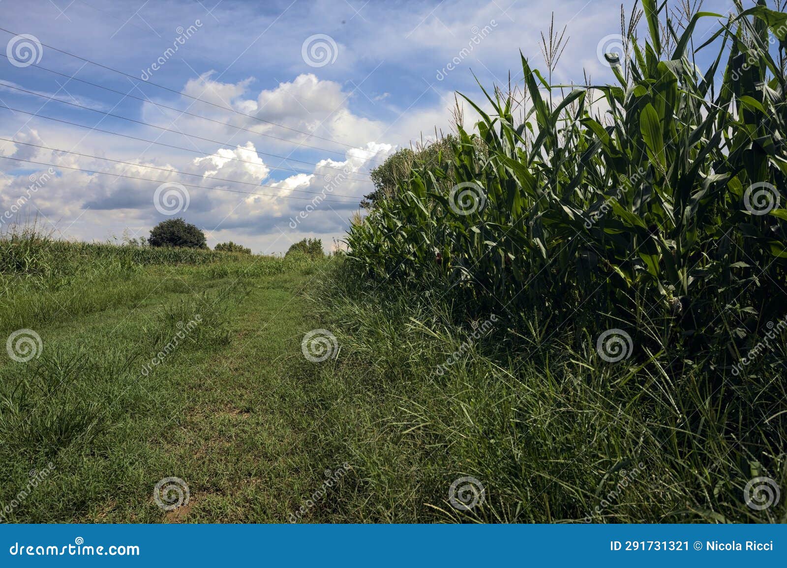 Corn Field on Sunny Day with Clouds in the Italian Countryside Stock ...