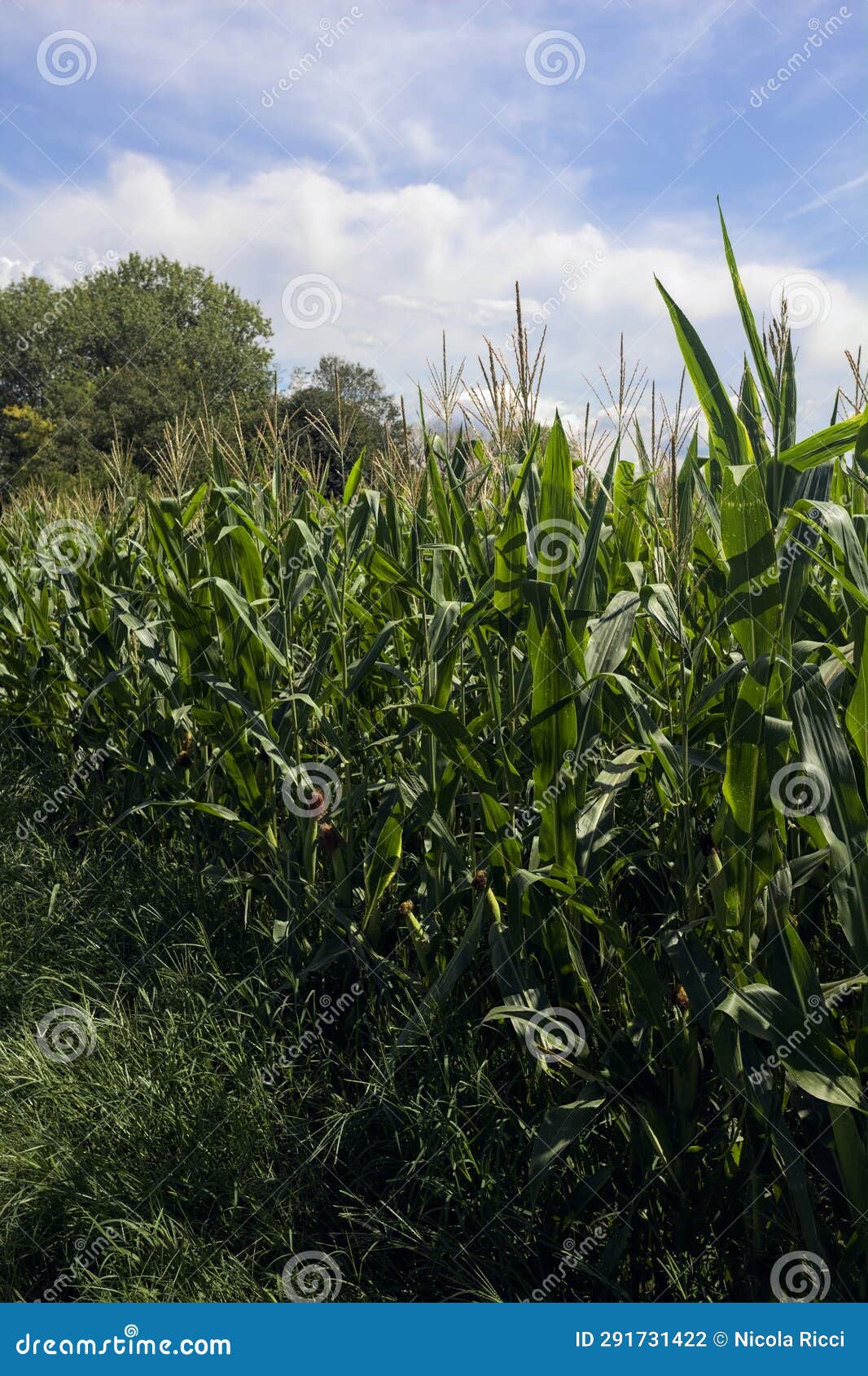 Corn Field on Sunny Day with Clouds in the Italian Countryside Stock ...