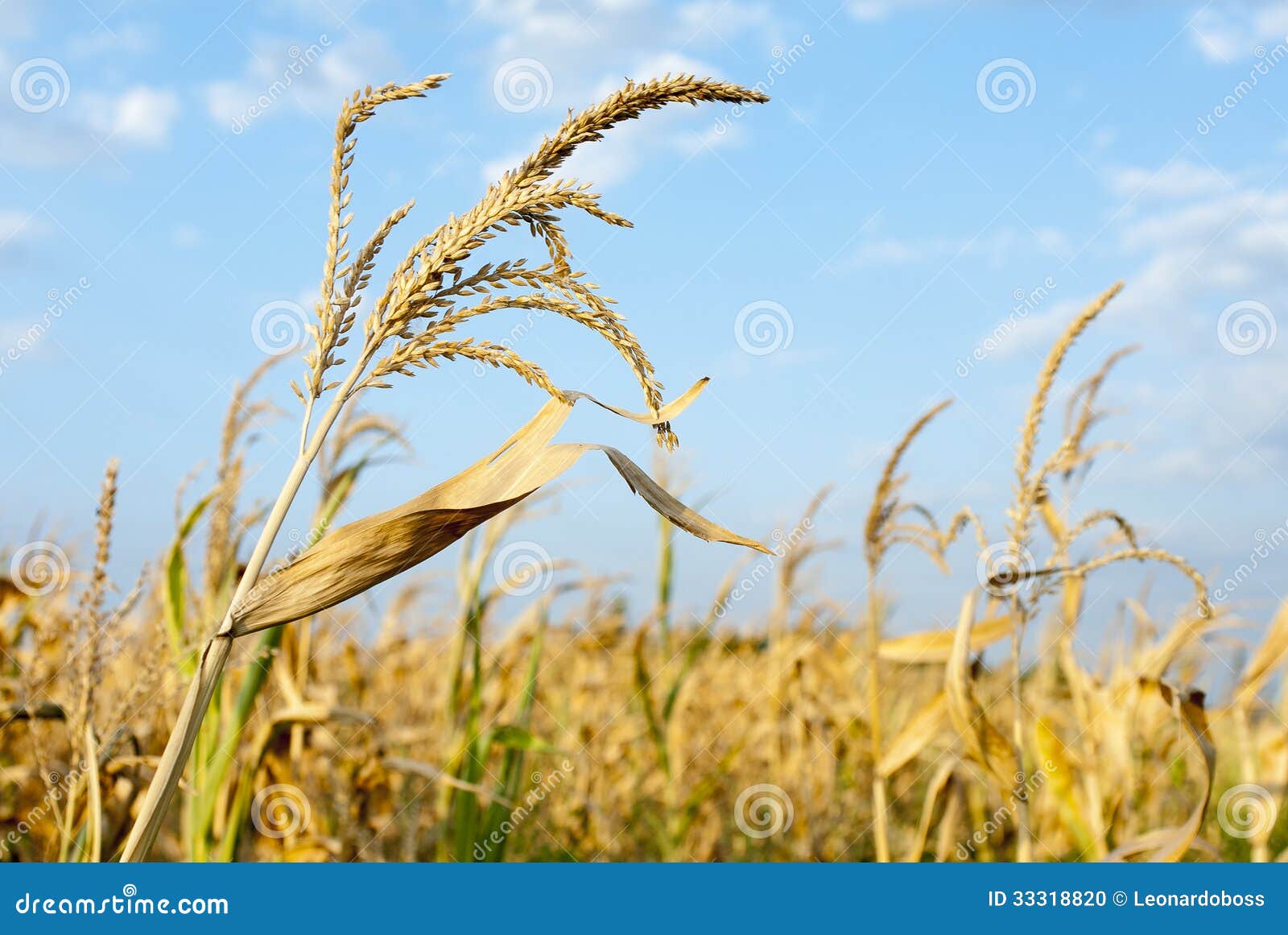 Corn field in sunny day stock photo. Image of background - 33318820