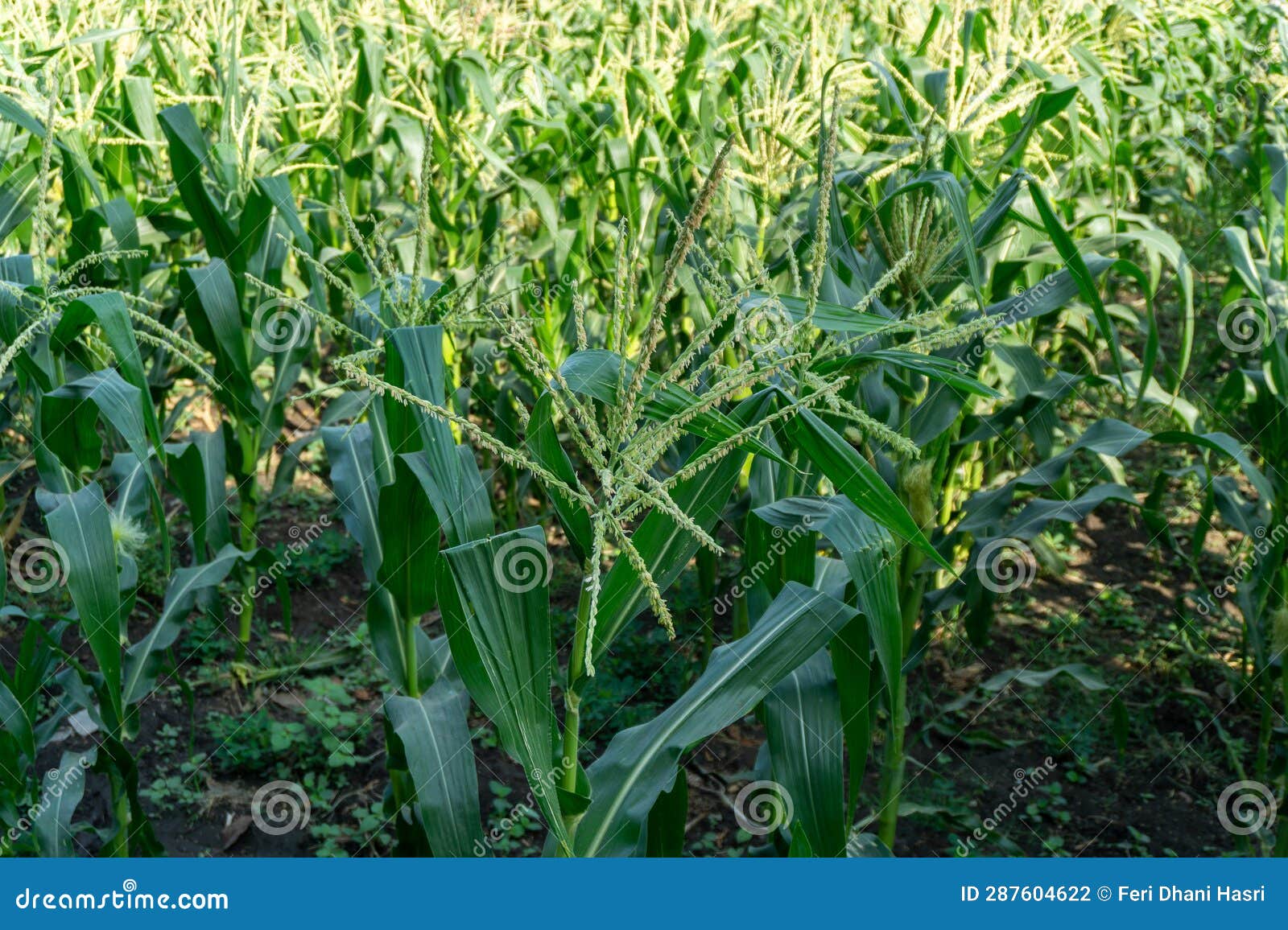 Corn Field at the Sunny Day. Flowering Corn Shoots in the Corn Field ...