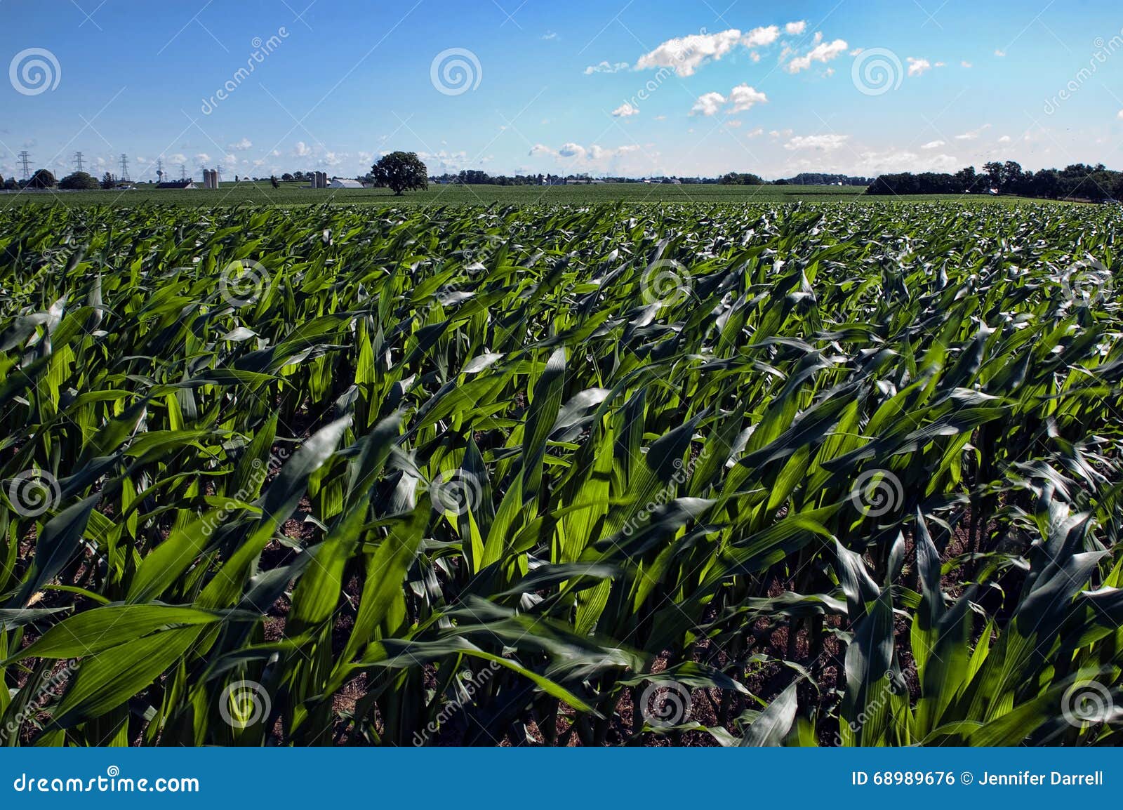 Corn Field on a Sunny Day stock photo. Image of green - 68989676