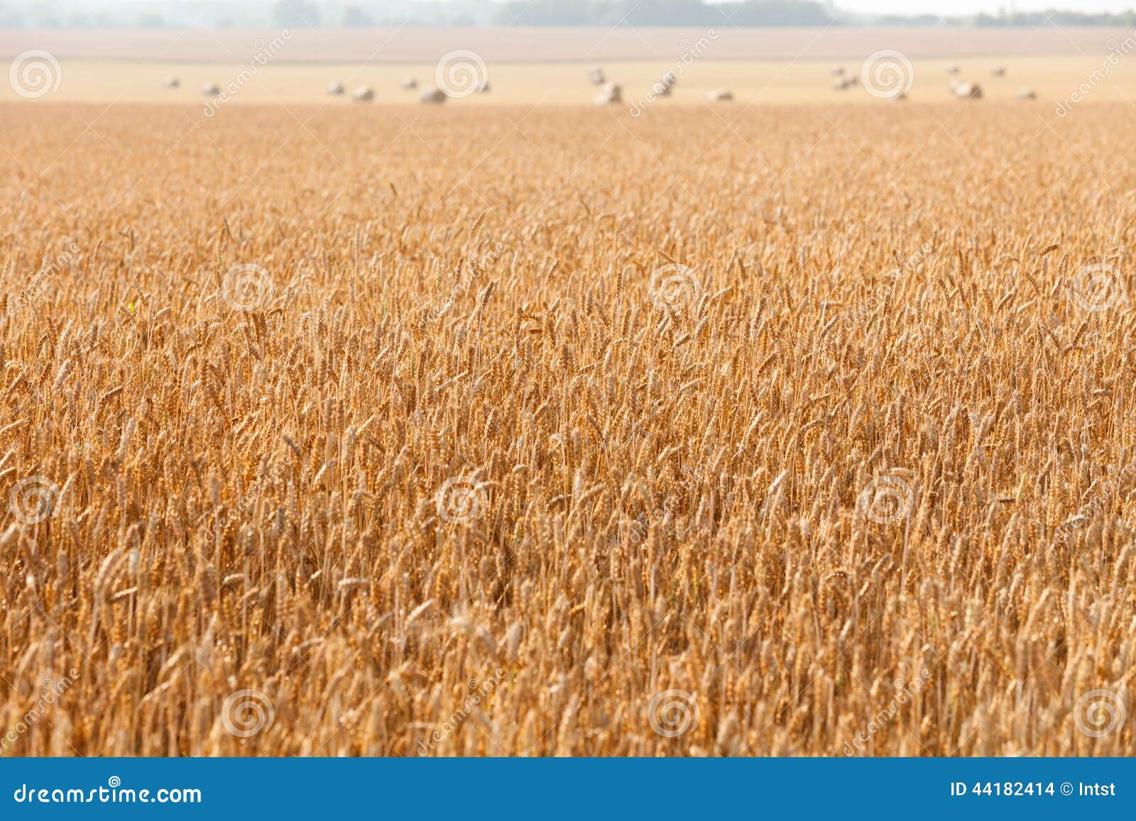 Corn field stock photo. Image of environment, country - 44182414