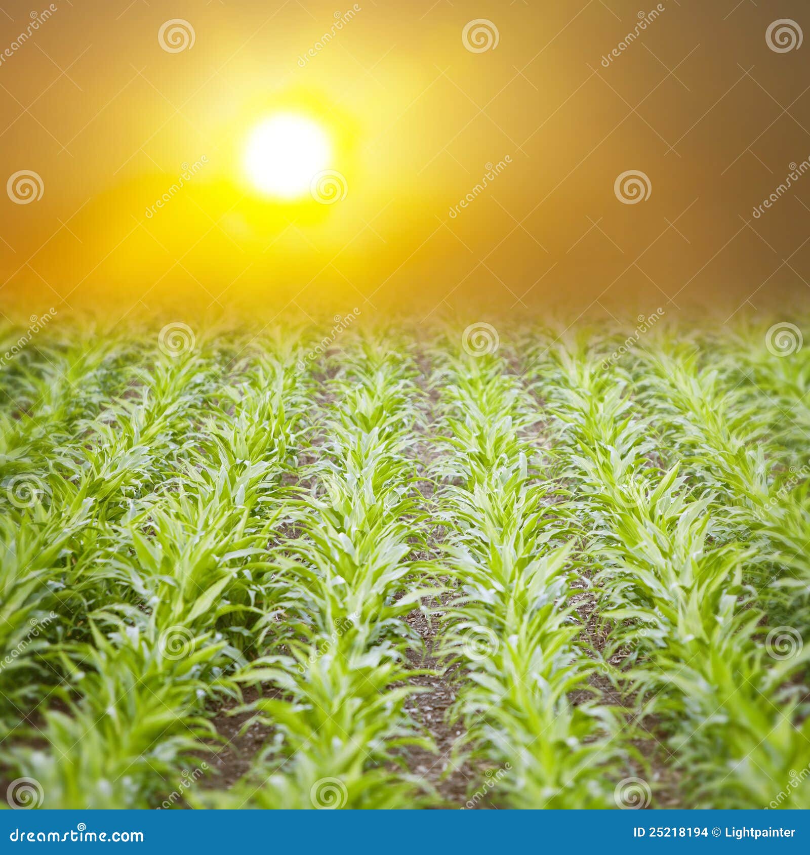 Corn field at sunrise stock photo. Image of shoots, corn - 25218194