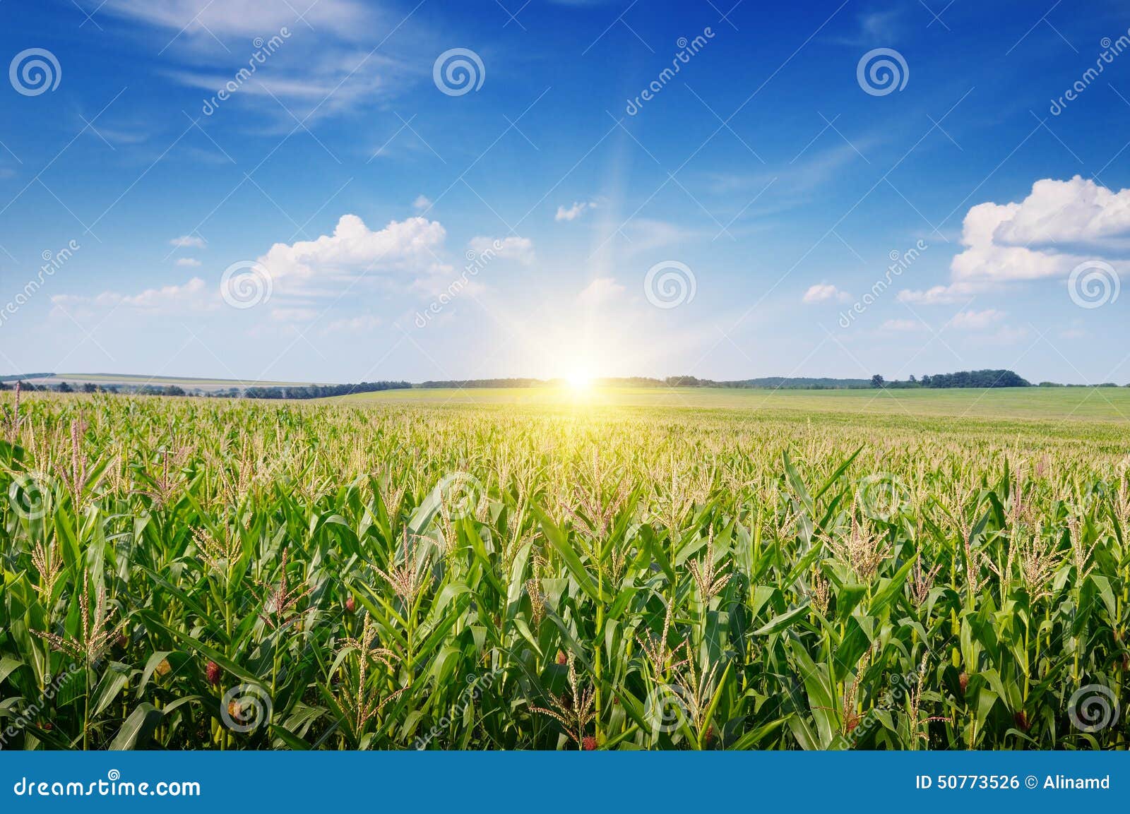 Corn field stock photo. Image of cloud, landscape, agriculture - 50773526