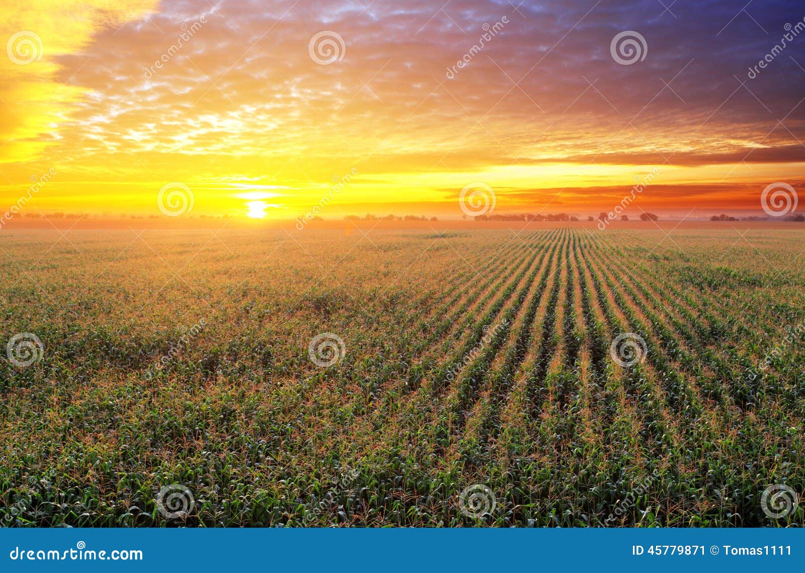 Corn field at sunset stock image. Image of field, crop - 45779871