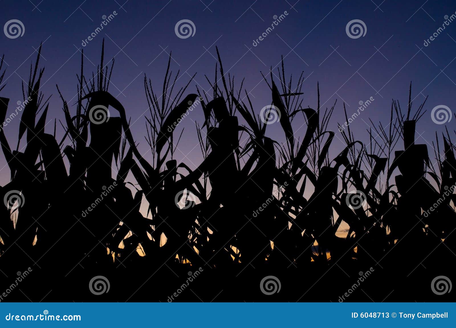 Corn field at sunset stock image. Image of field, nightfall - 6048713