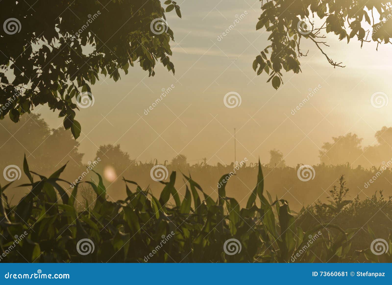 Summer sun on a cornfield stock image. Image of sunset - 73660681