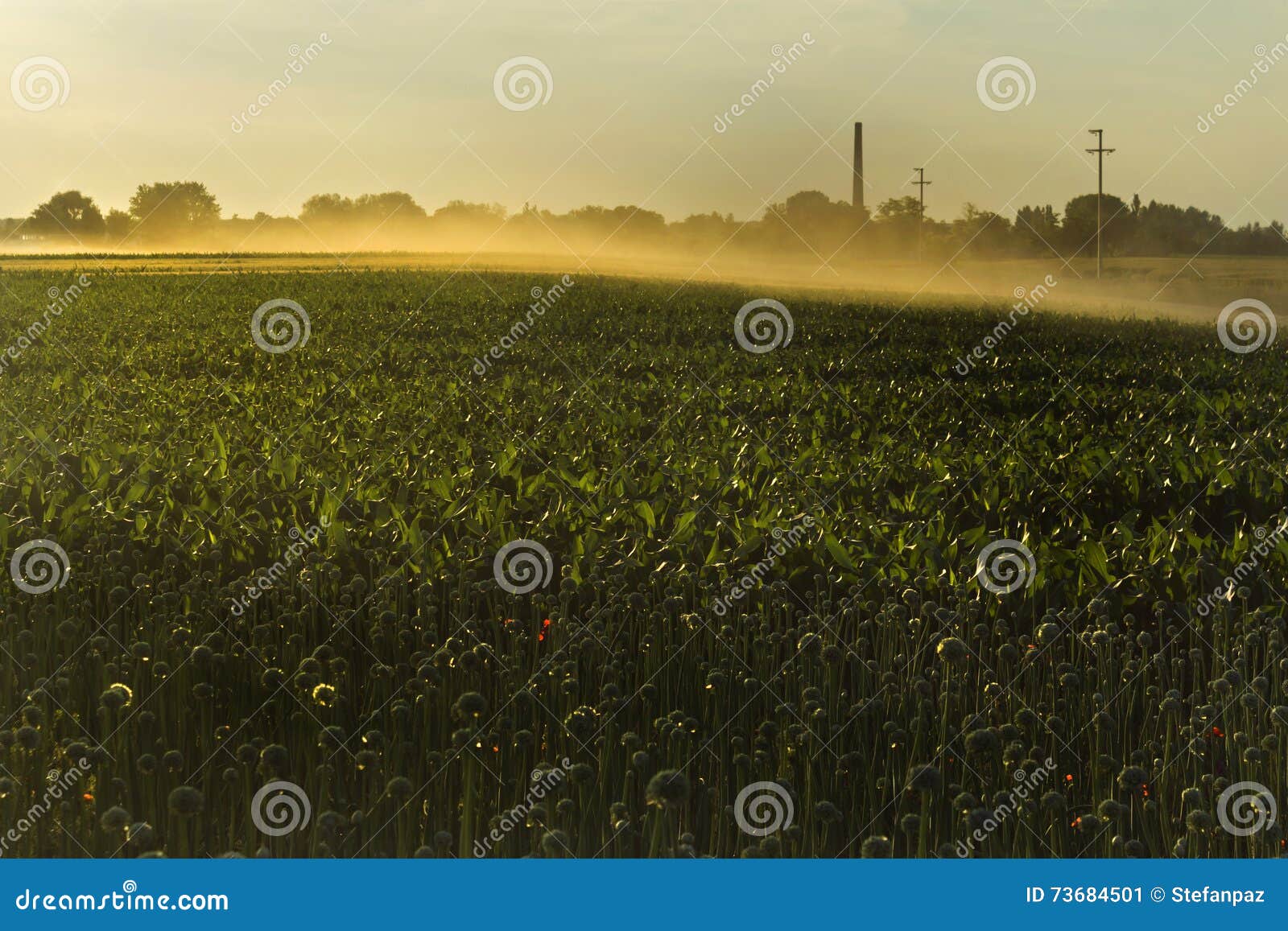 Summer Sun on a Cornfield 2 Stock Image - Image of harvest, corn: 73684501