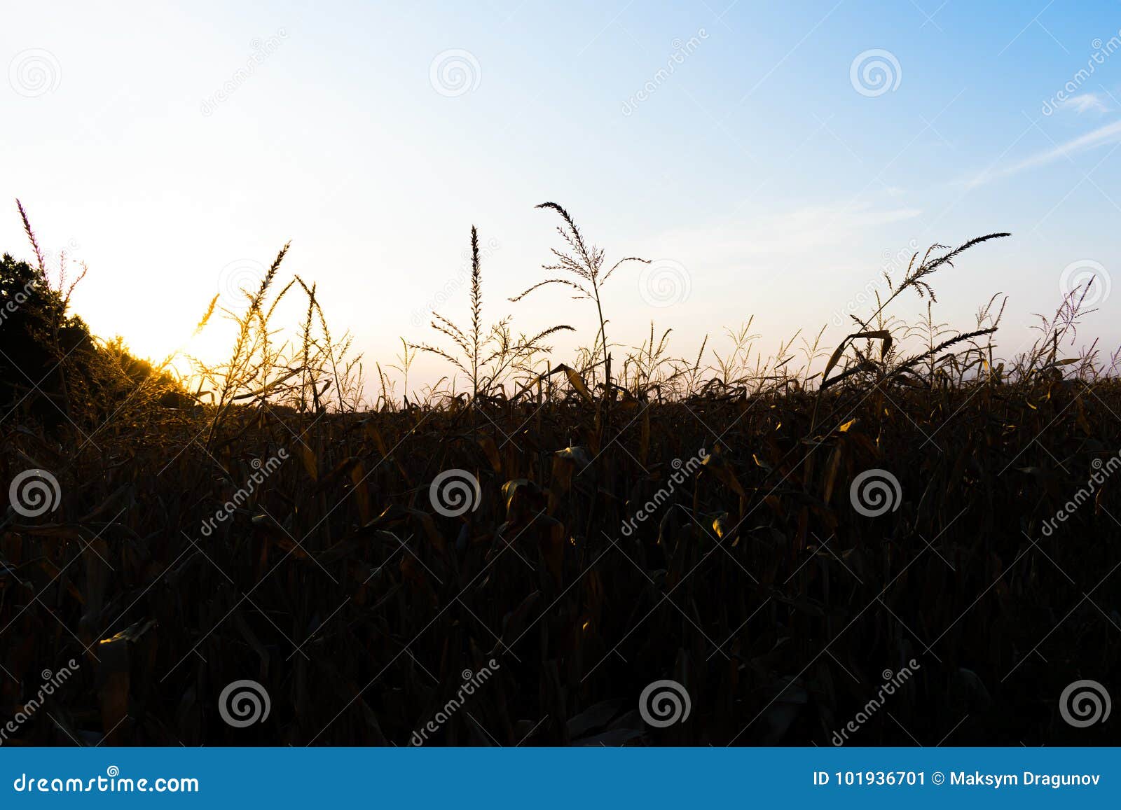 Corn field on sunset stock image. Image of season, vegetable - 101936701