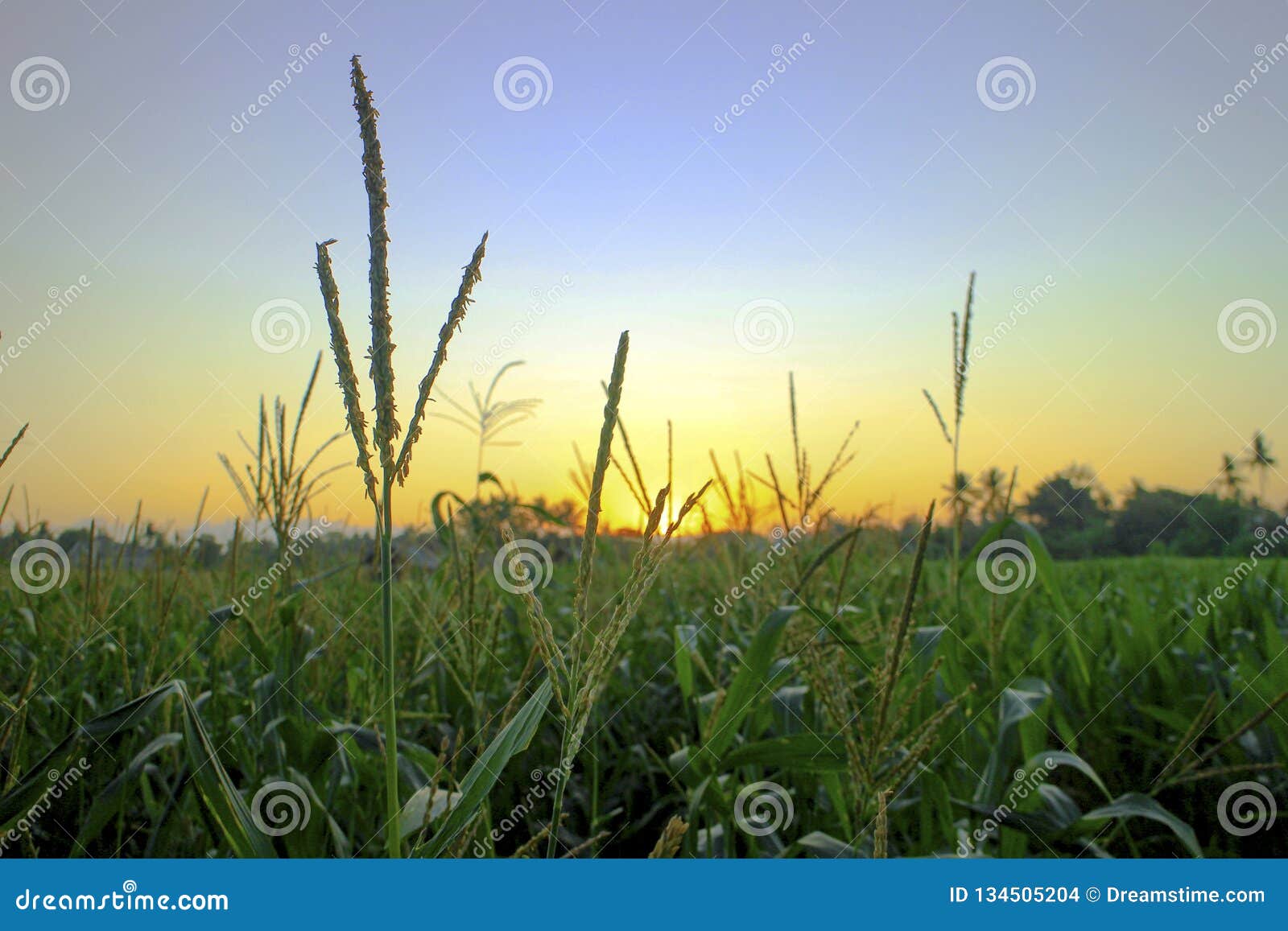Corn Field, Sunset, Background, Green Stock Photo - Image of sunset ...