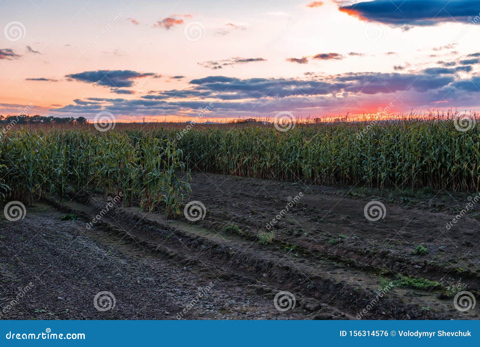 Corn field on sunset stock photo. Image of summer, cornfield - 156314576