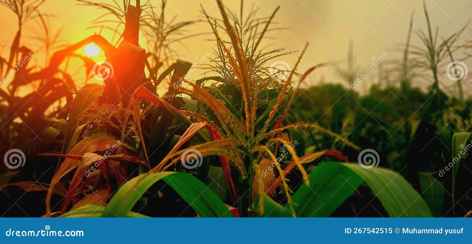 Corn Field, Sunset, Beautiful Afternoon Stock Image - Image of branch ...