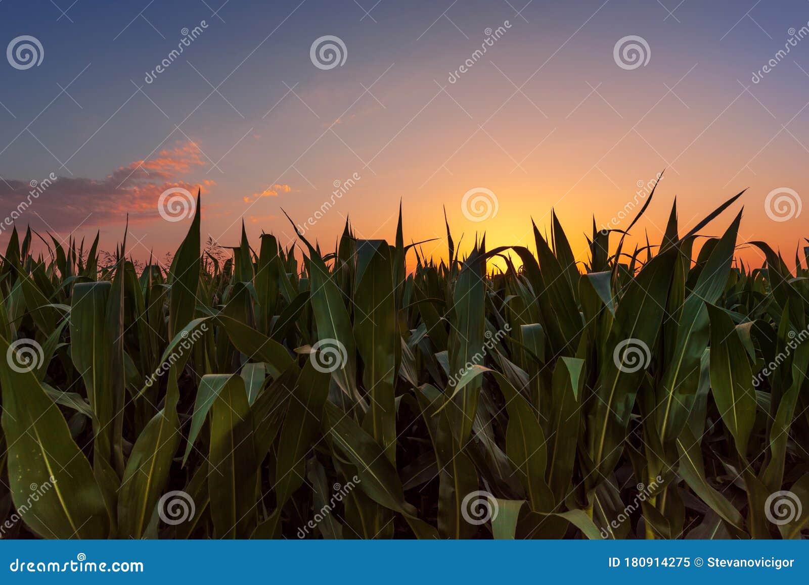 Corn field at sunset stock image. Image of agriculture - 180914275