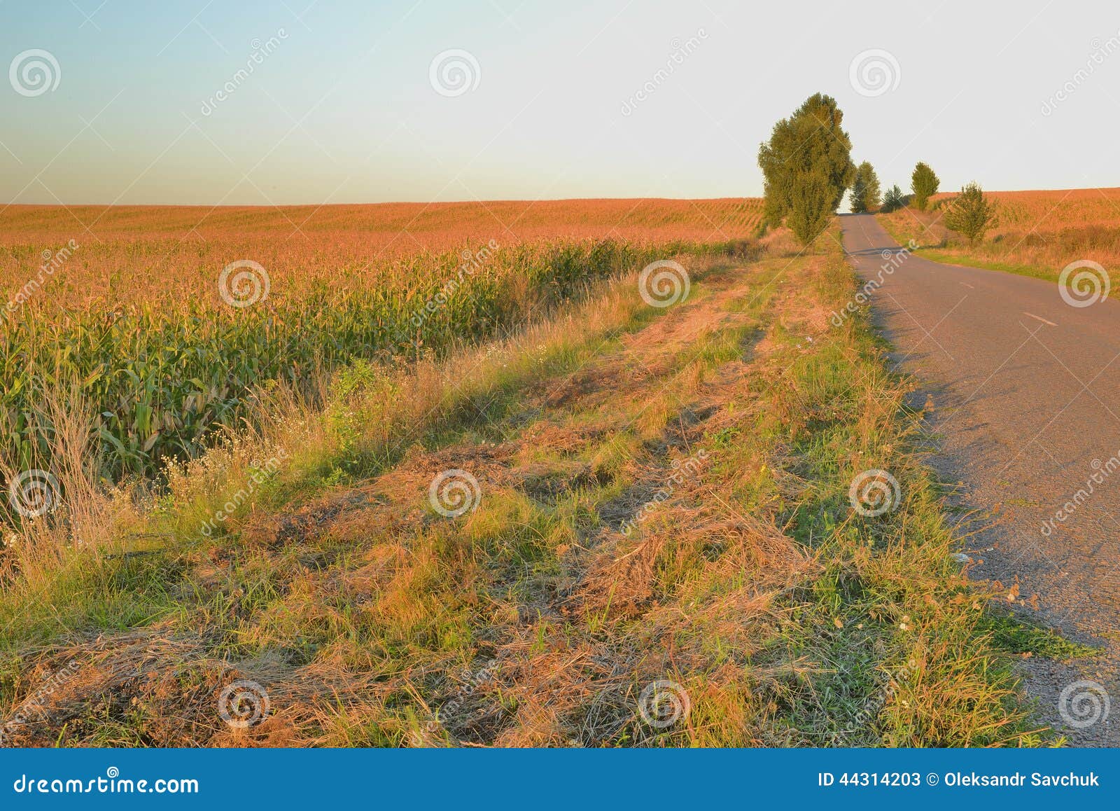 Corn field at sunset stock image. Image of fall, vegetation - 44314203