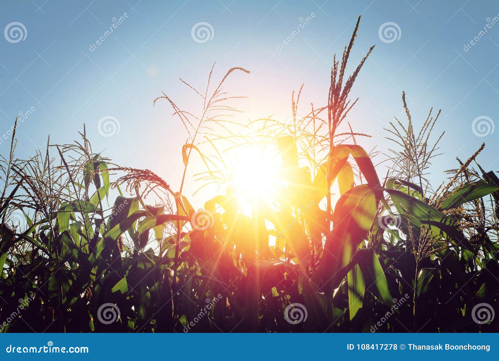 Corn field in sunset stock photo. Image of harvest, nature - 108417278