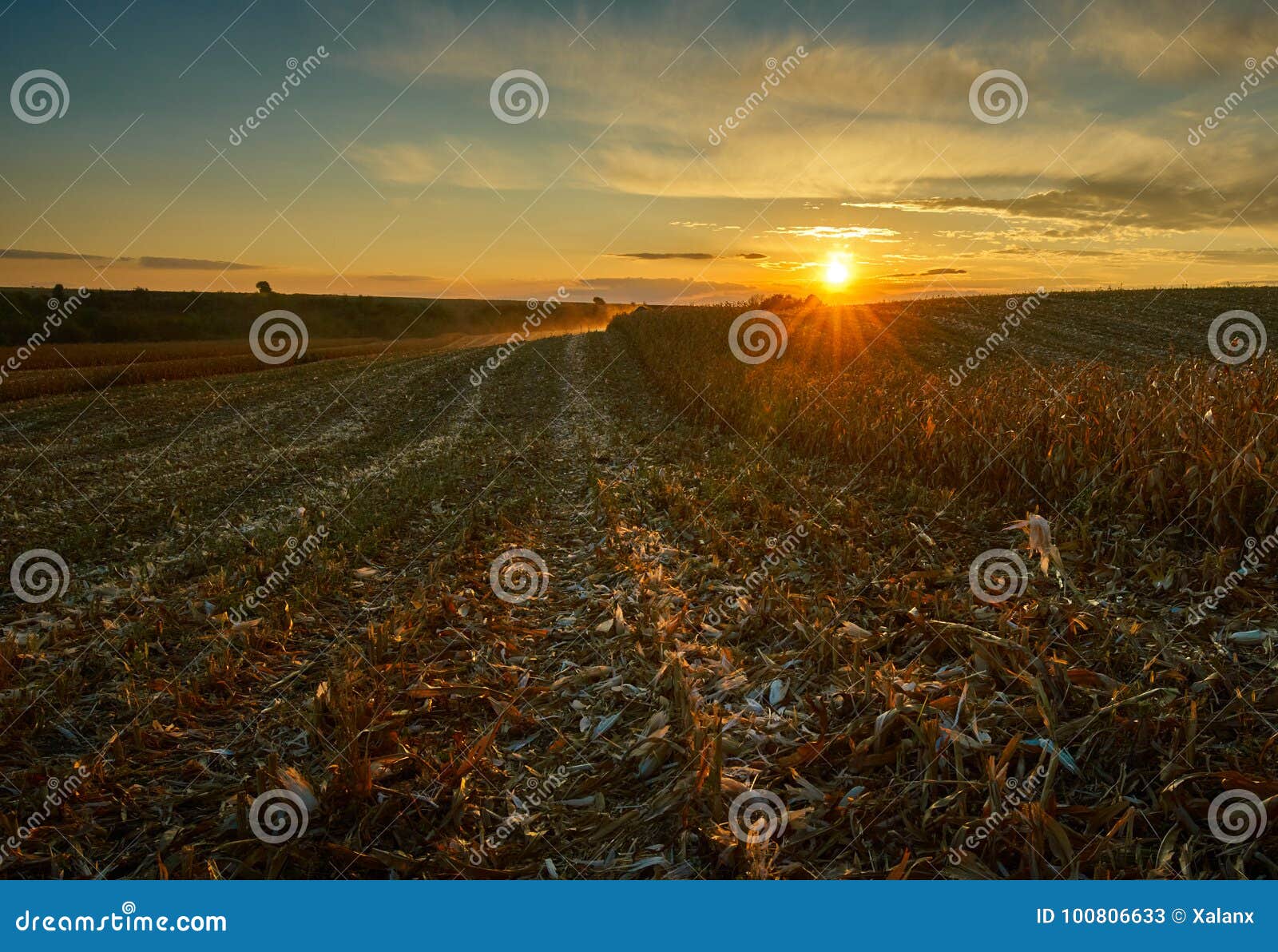 Corn field at sunset stock image. Image of gold, farm - 100806633