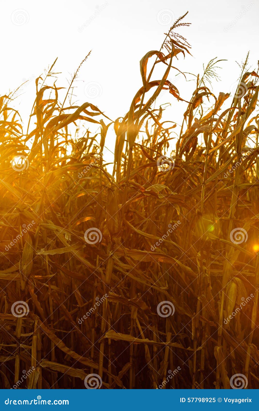 Corn field at the sunset stock image. Image of stem, summer - 57798925