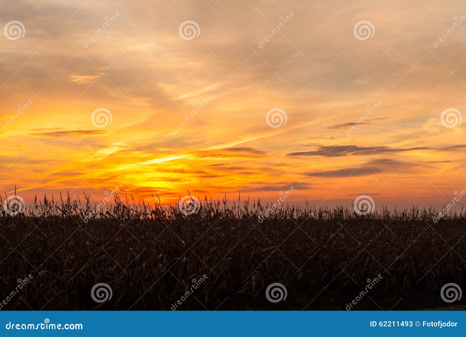 Corn field at sunset stock image. Image of corn, orange - 62211493