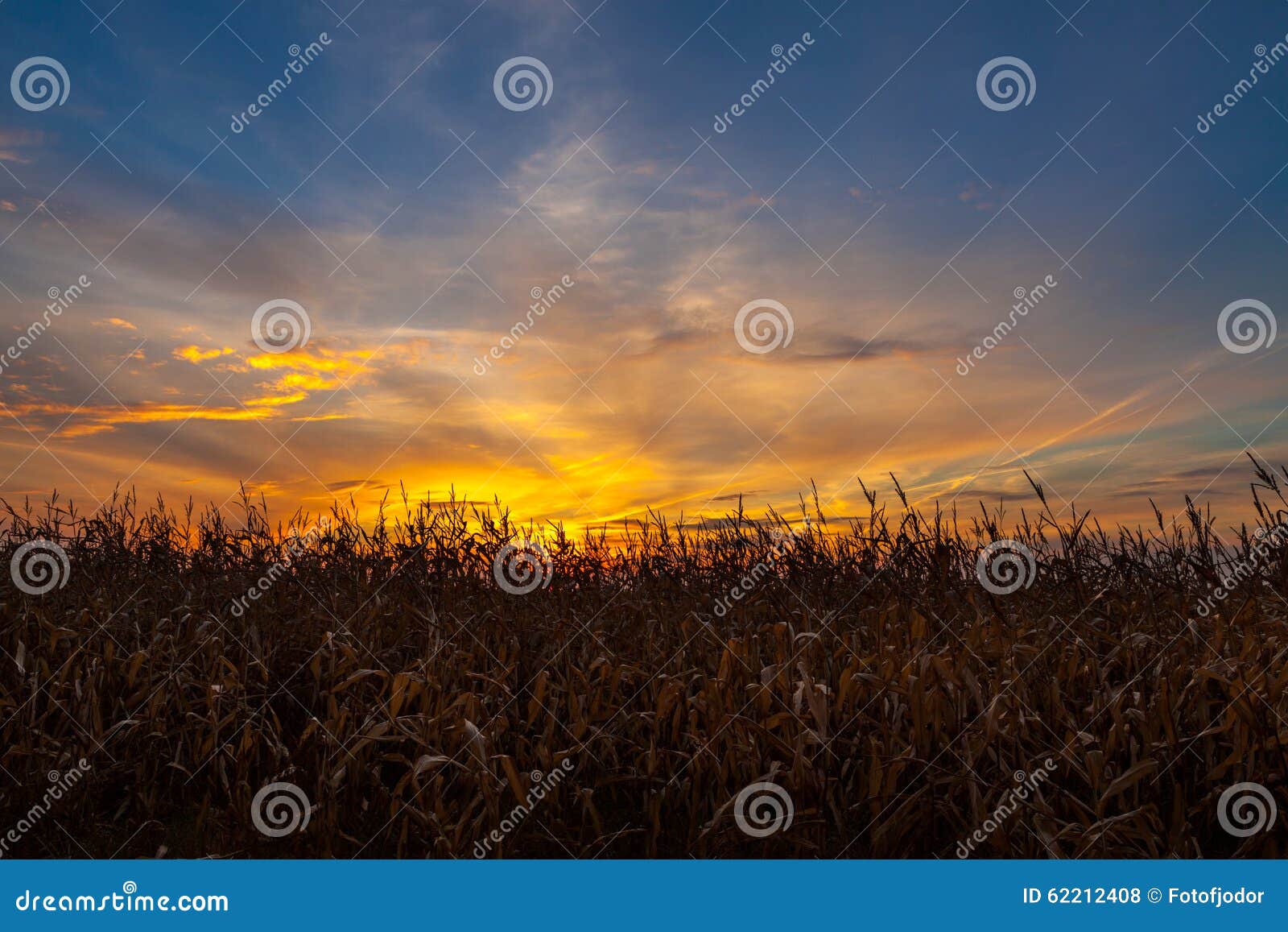 Corn field at sunset stock photo. Image of evening, growth - 62212408