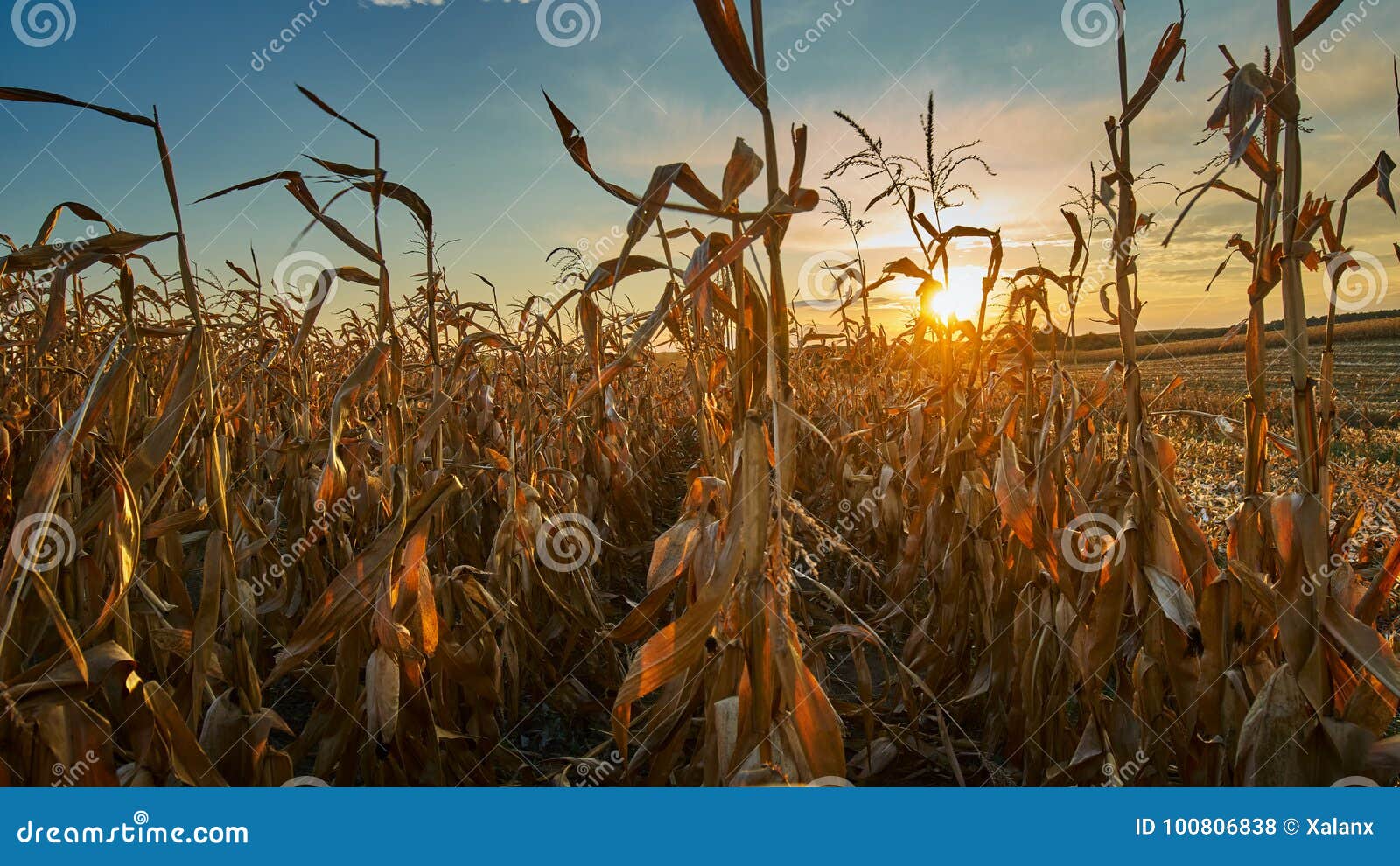 Corn field at sunset stock photo. Image of grain, meadow - 100806838