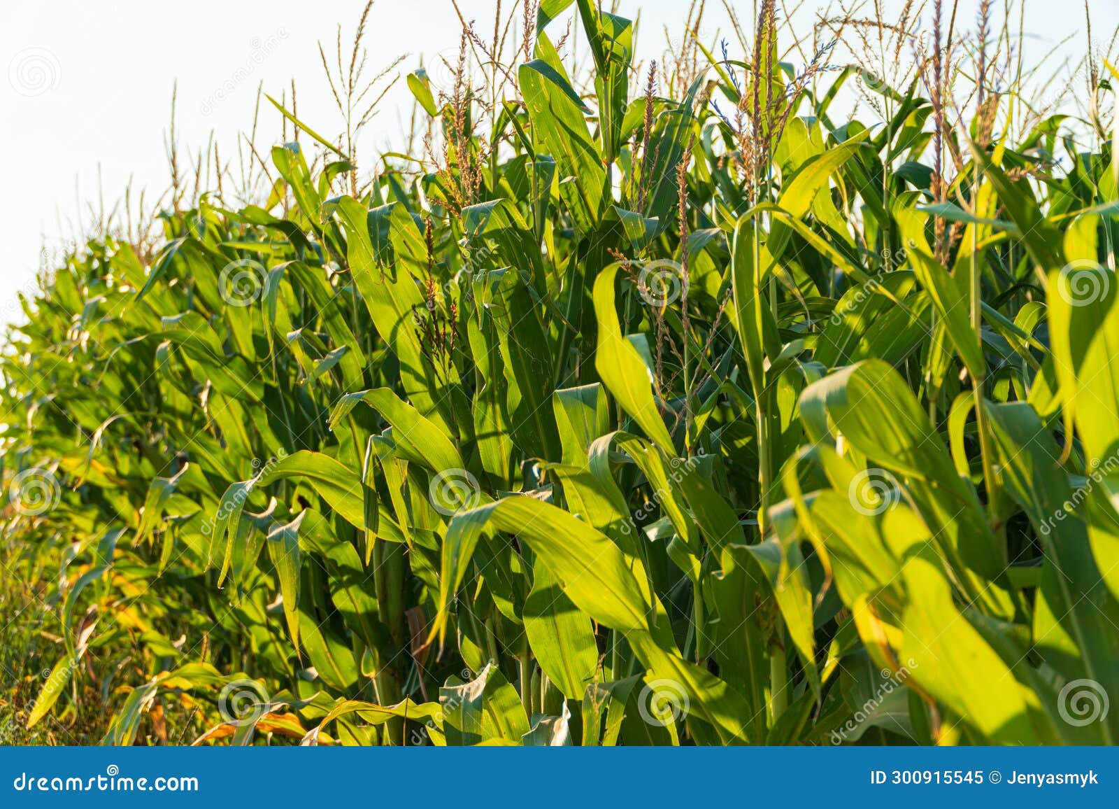 Corn Field at Sunset. the Corn is Illuminated by the Sun Stock Image ...