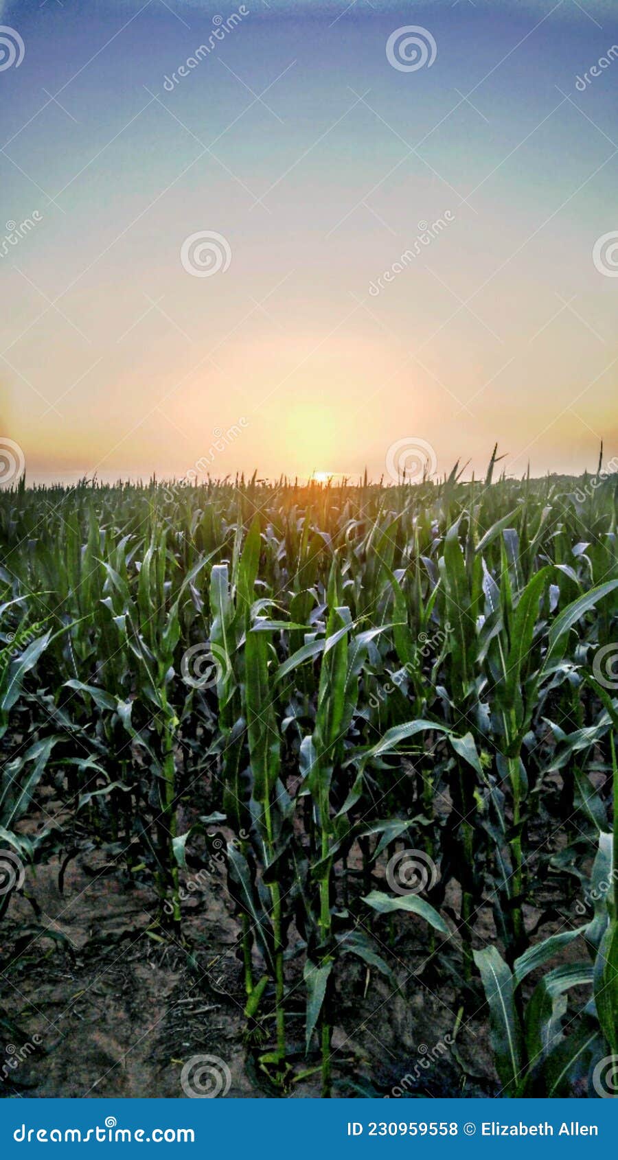 Corn Field at Sunset in Kansas Stock Photo - Image of plant, flower ...