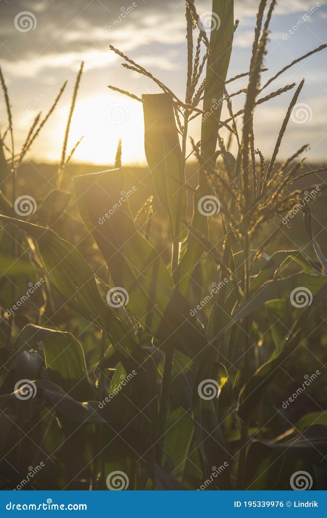 Corn Field at Sunset in Late Summer Stock Photo - Image of beautiful ...