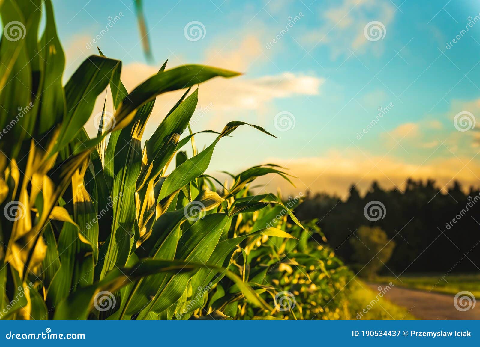 Corn Field in Sunset. Maize Agriculture Theme Stock Image - Image of ...