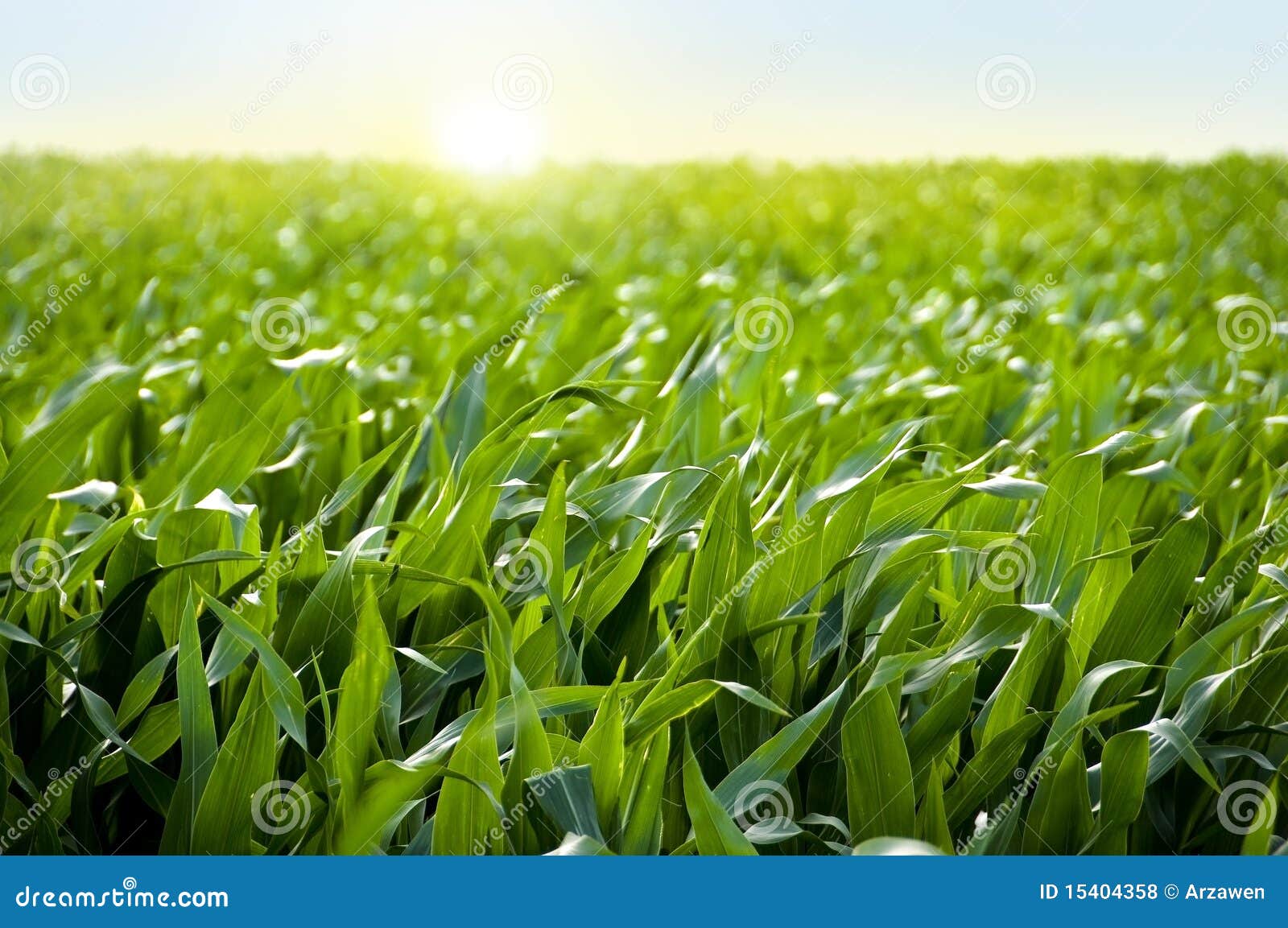 Corn Maize Farm Stock Photography | CartoonDealer.com #37586960