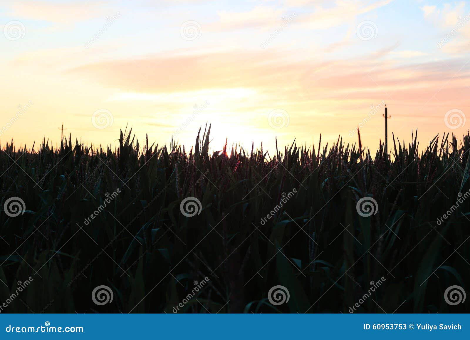 Corn field with sunset stock image. Image of corn, field - 60953753