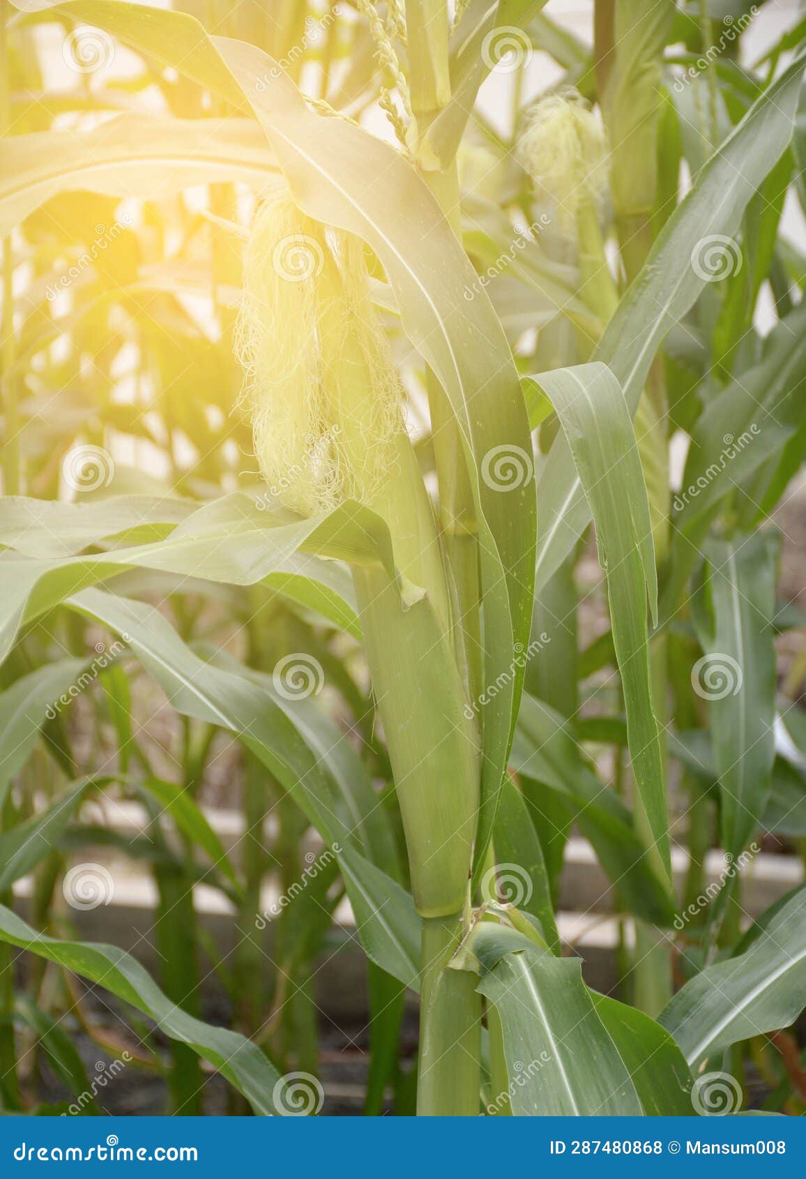 Corn Field at Sunset. Corn Plant in the Field Stock Photo - Image of ...