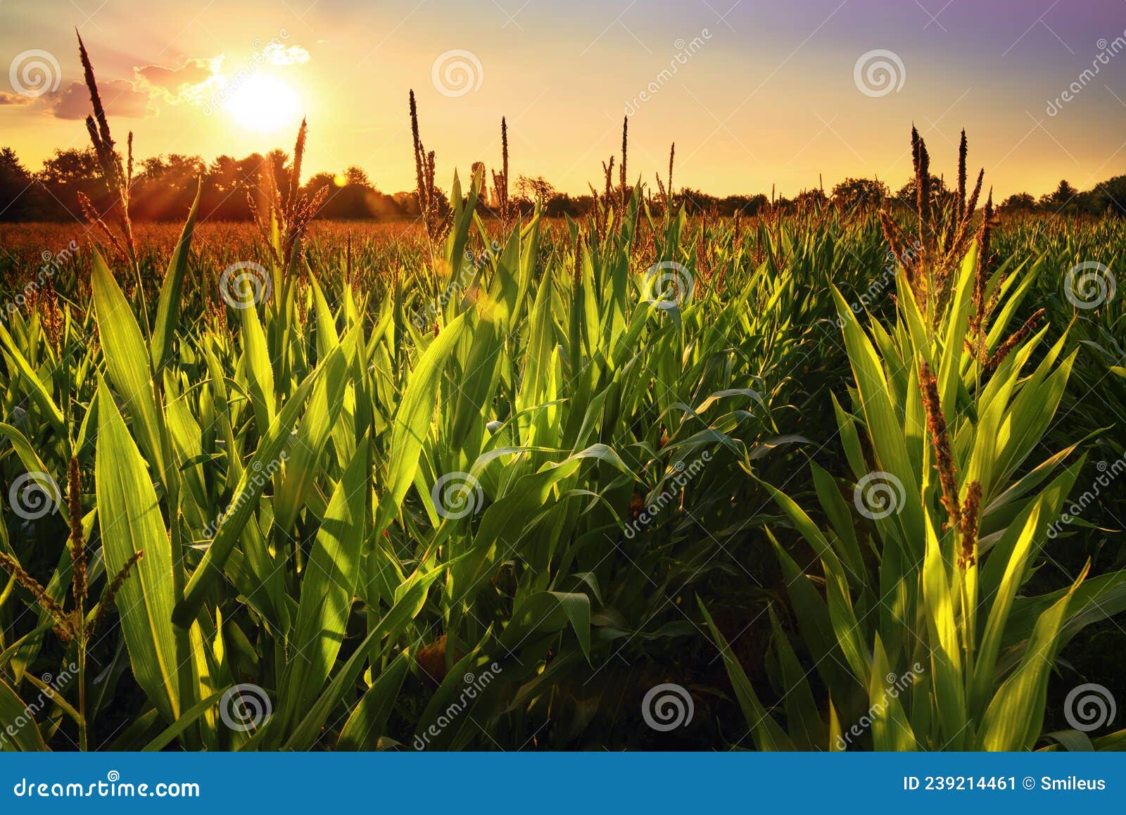 Corn field at sunset stock image. Image of cultivating - 239214461