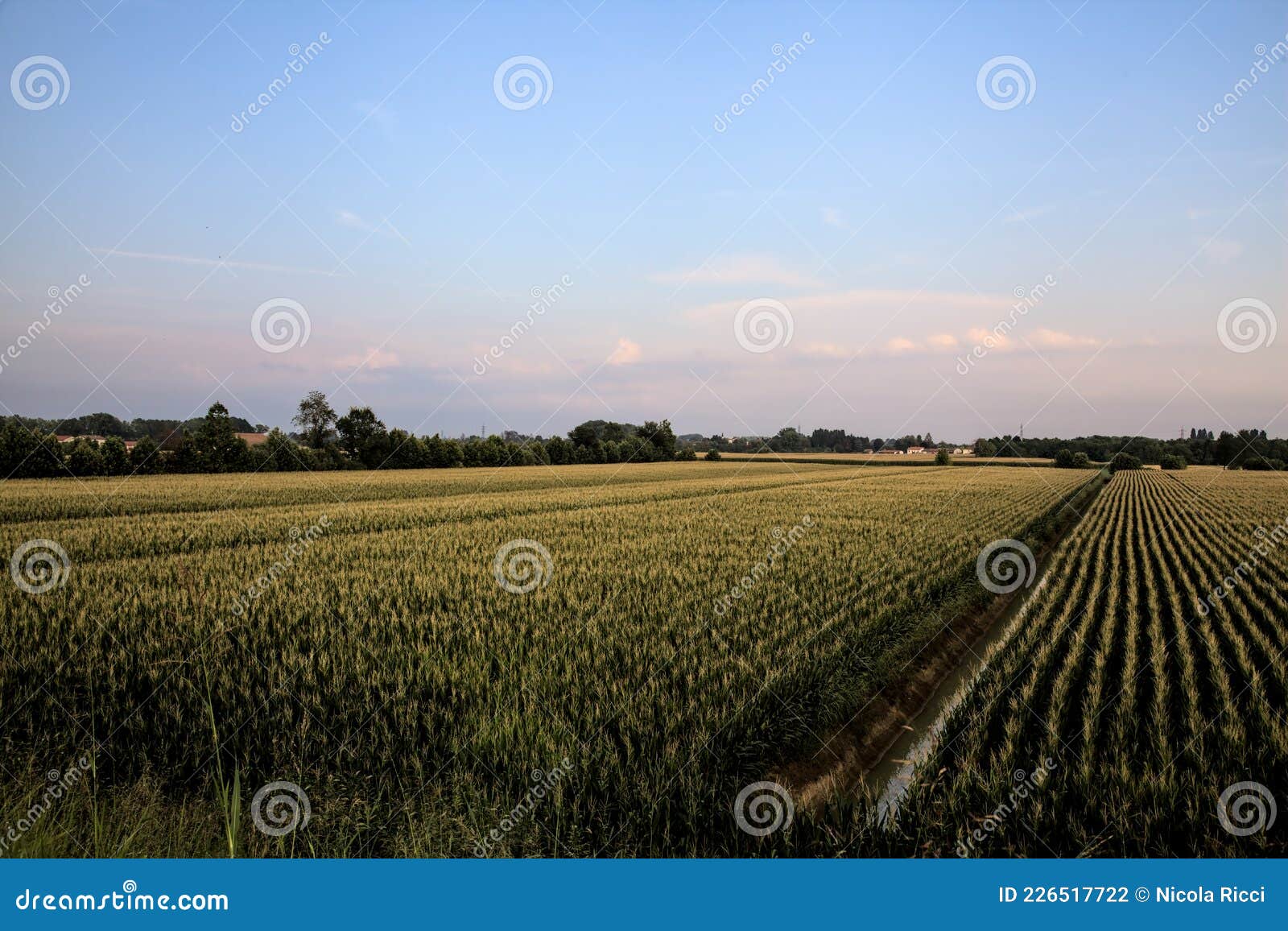 Corn Field at Sunset Seen from Above Stock Photo - Image of meadow ...