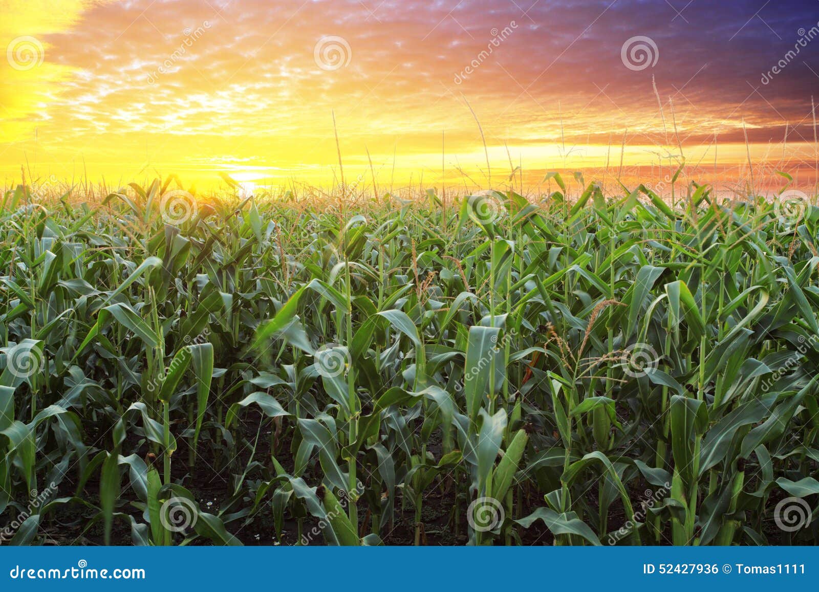 Corn Field At Sunset Stock Photo - Image: 52427936