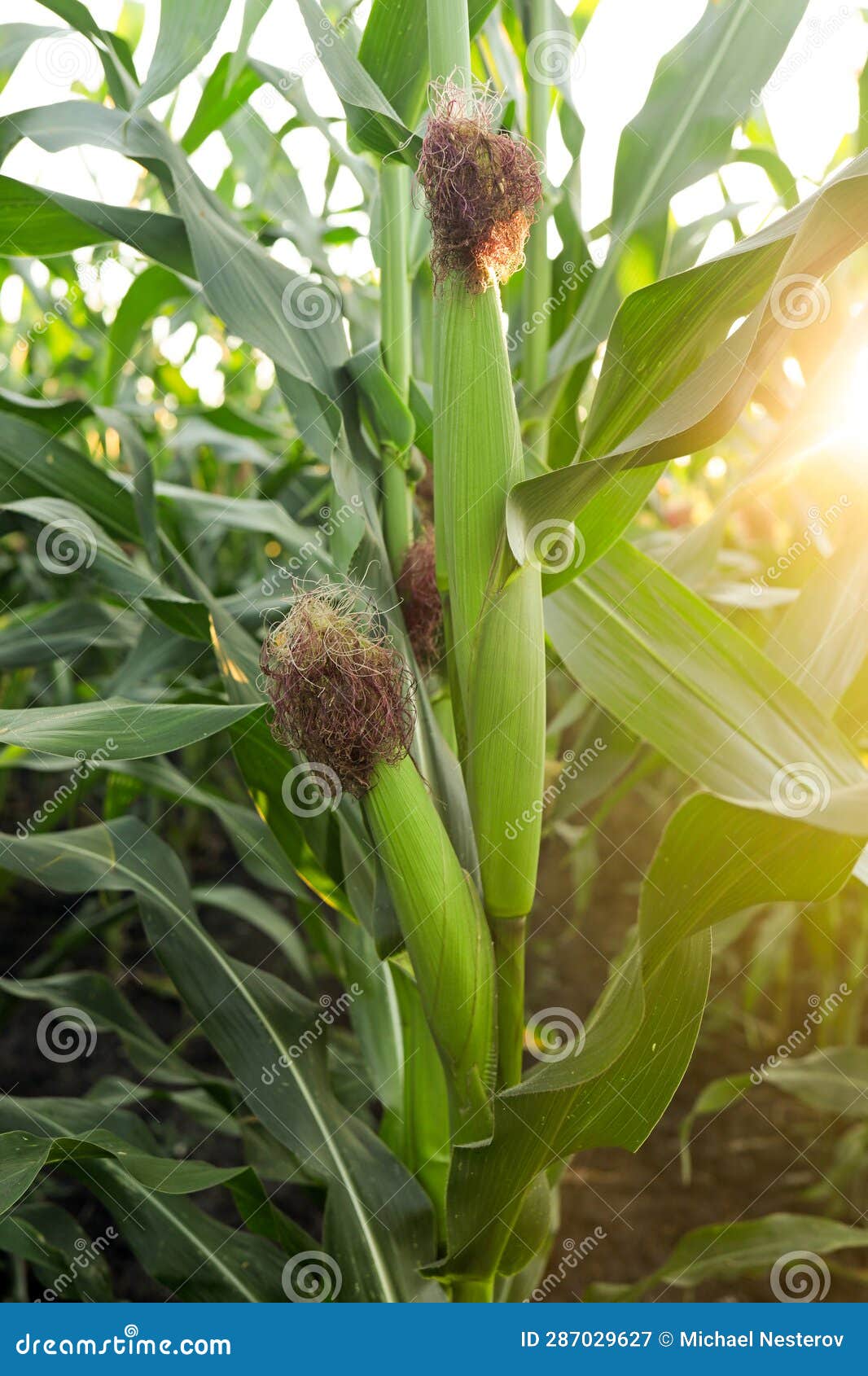 Corn in the Field at Sunset. Vertical Orientation Stock Image - Image ...