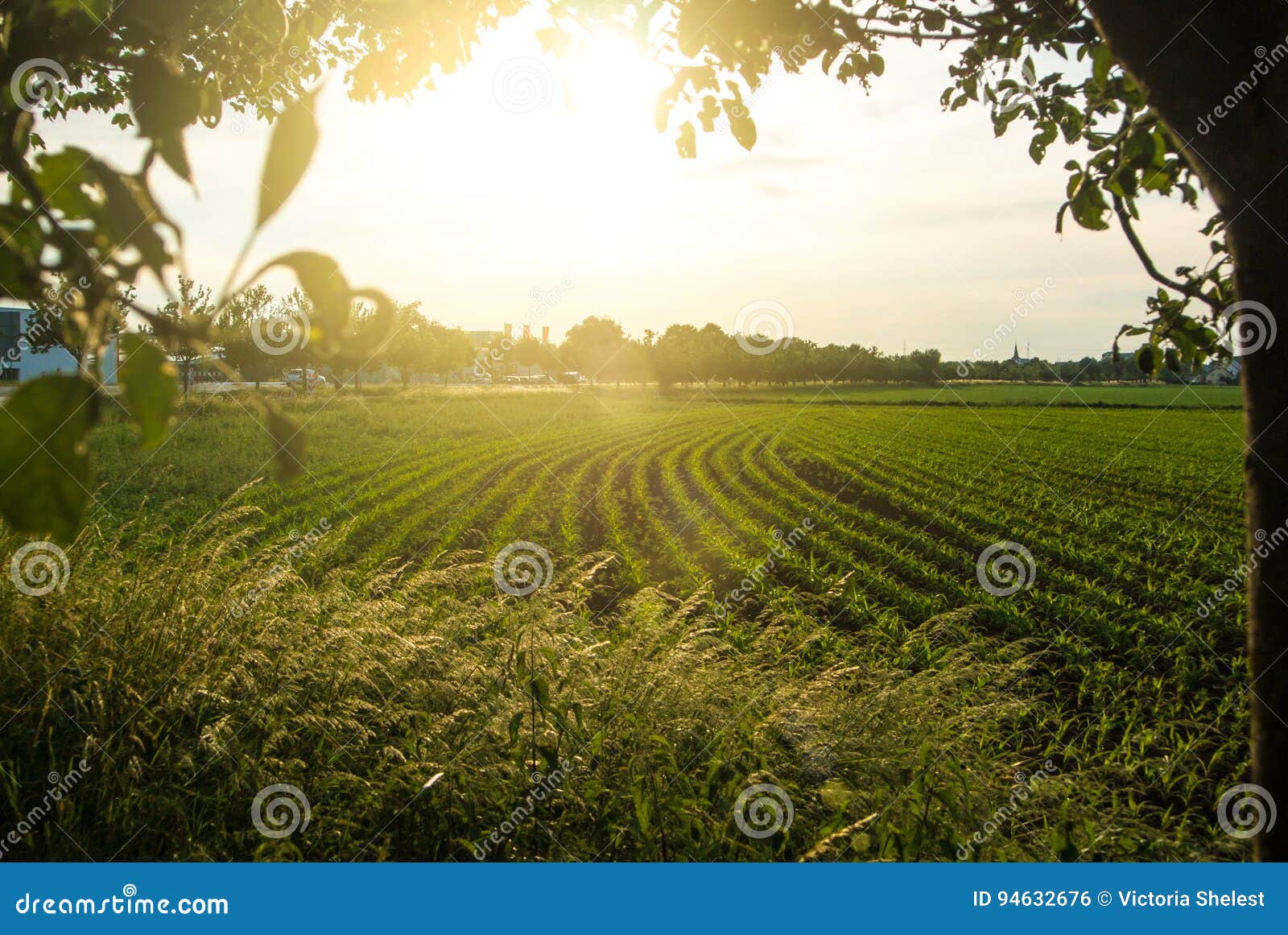 Corn Field and a Sunset, a View from an Apple Tree Near the Road Stock ...