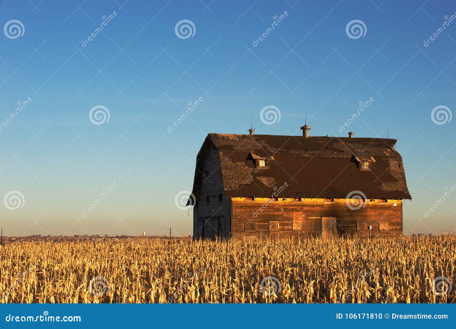 A Corn Field Surrounds a Rustic Barn Stock Photo - Image of orange ...