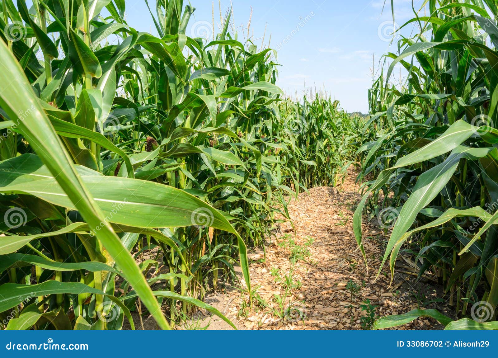 Corn Field stock photo. Image of rustic, outdoor, corn - 33086702