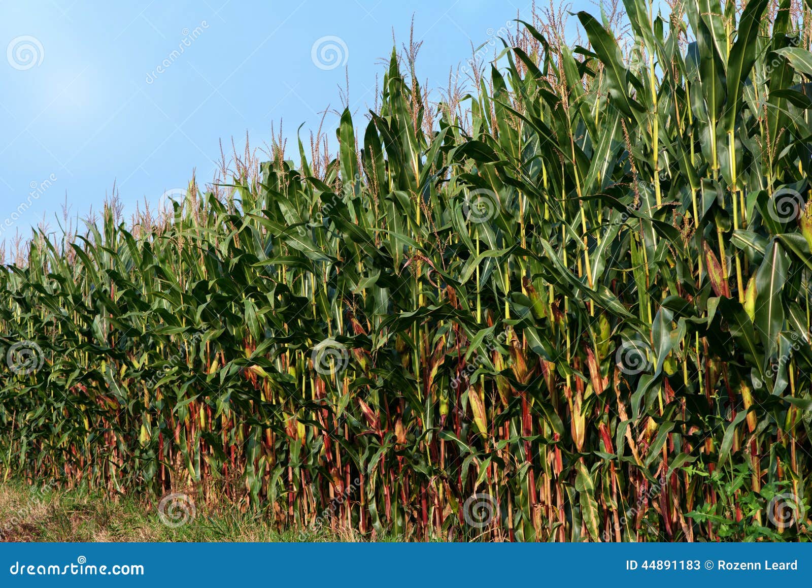 Corn field stock image. Image of grow, field, corn, grain - 44891183