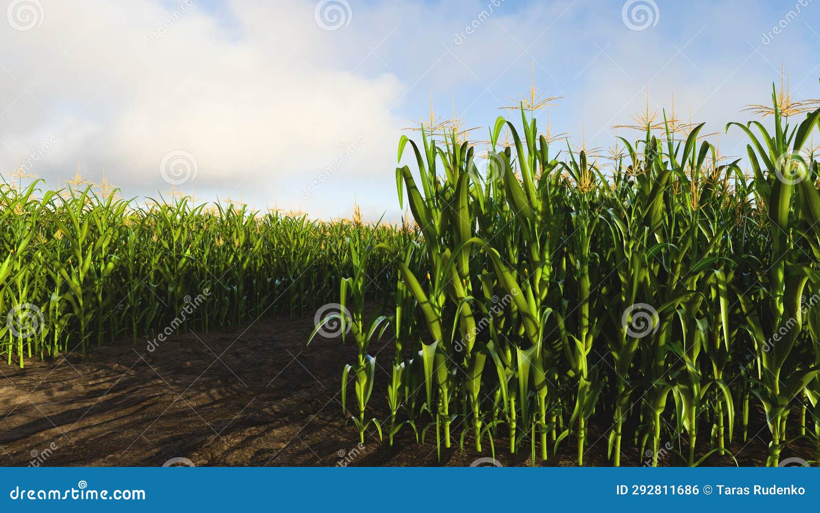 A Corn Field with Tall Rows of Corn on Both Sides Stock Photo - Image ...