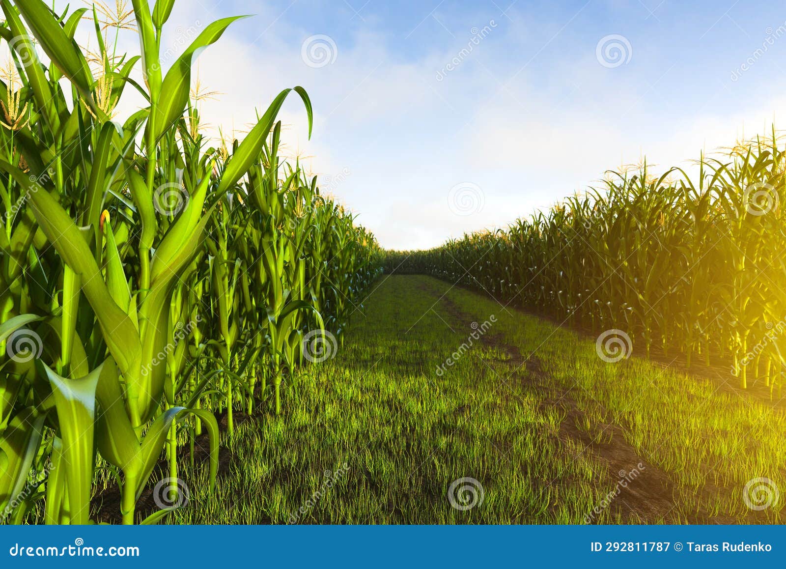 A Corn Field with Tall Rows of Corn on Both Sides. Stock Image - Image ...