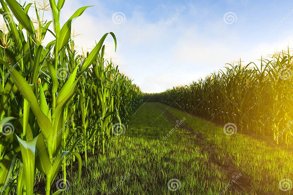 A Corn Field with Tall Rows of Corn on Both Sides. Stock Image - Image ...