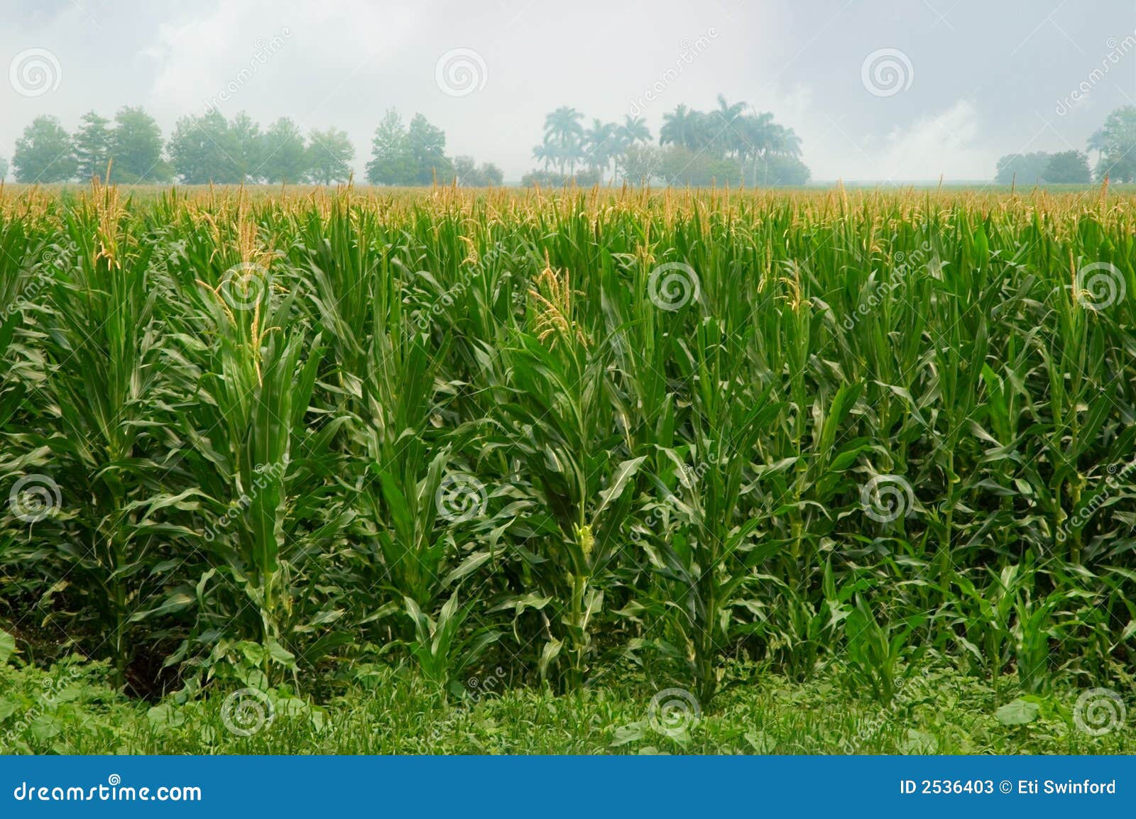 Corn field with tassels stock image. Image of farming - 2536403