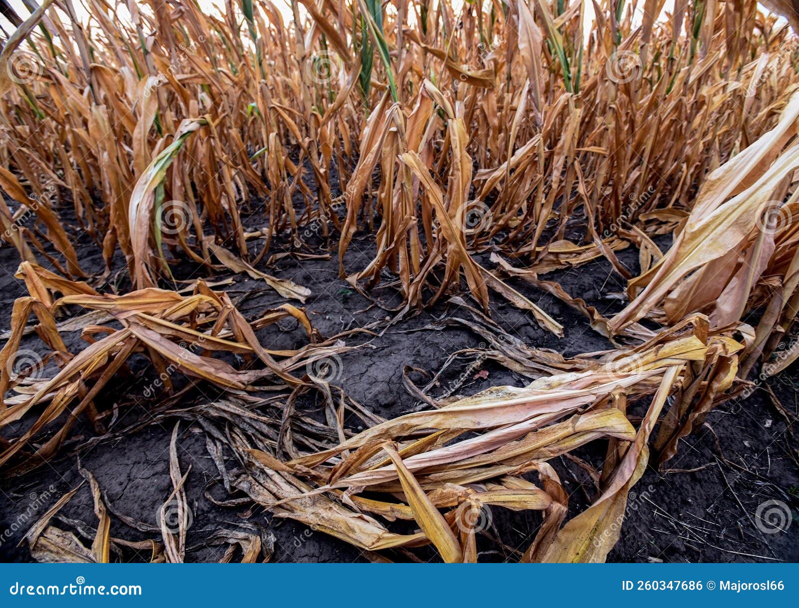 Corn Field at the Time of Drought Stock Photo - Image of drought ...