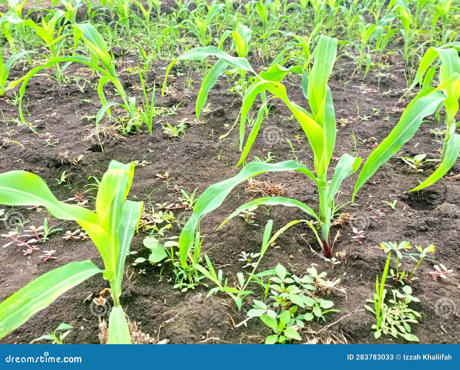 A Corn Field with Tiny Corn Plants Stock Image - Image of tropics ...