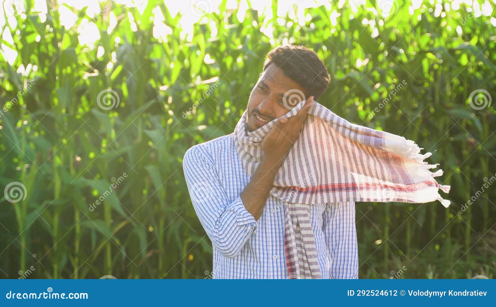 In the Corn Field, Tired Indian Farmer Stands in a Field of Corn Plants ...