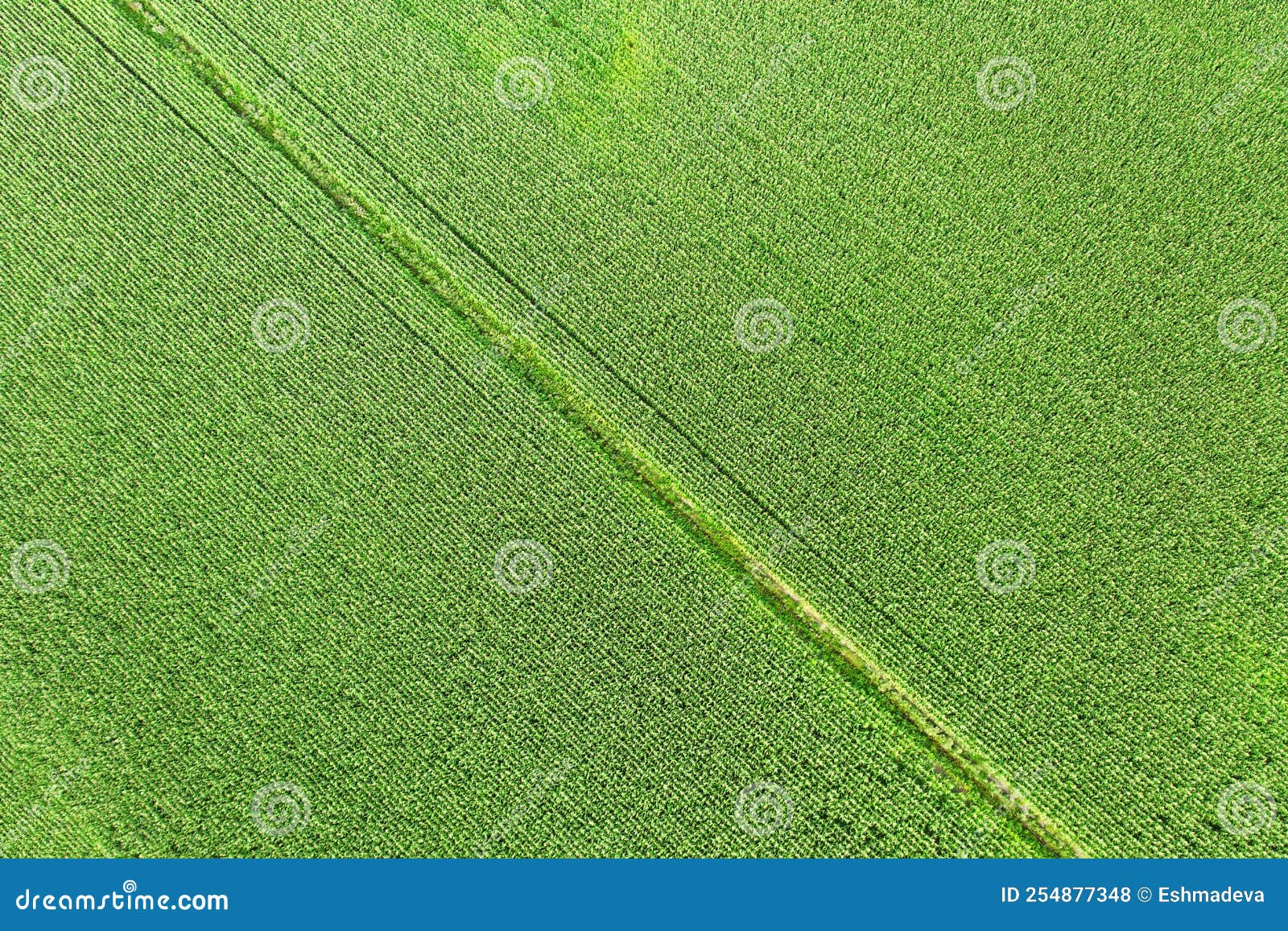 Corn Field Top View for Texture and Background Stock Photo - Image of ...