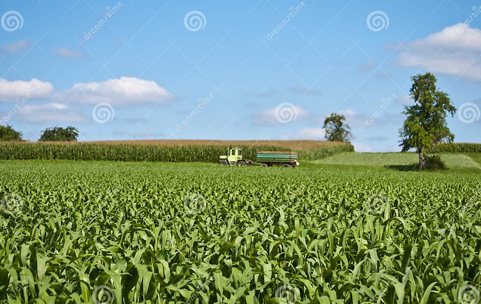 Corn field with tractor stock image. Image of background - 26239383